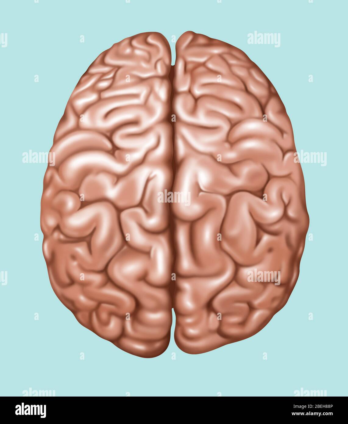 Top View of Normal Brain, Illustration Stock Photo - Alamy