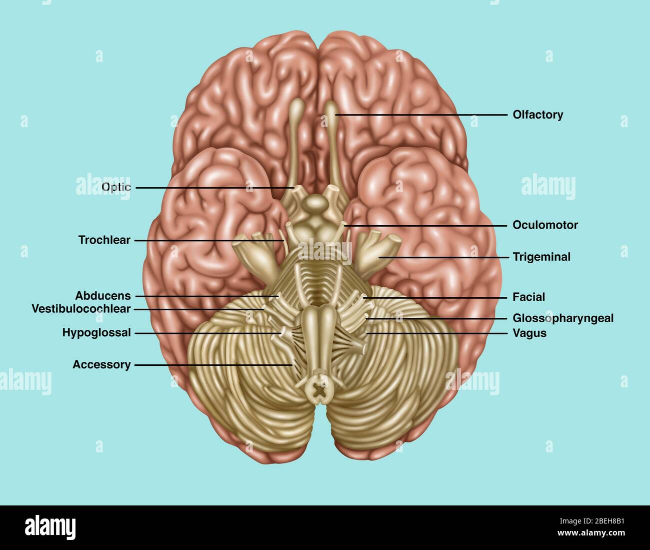 Human Brain Labeled Inferior View Human Brain Labeled Inferior View
