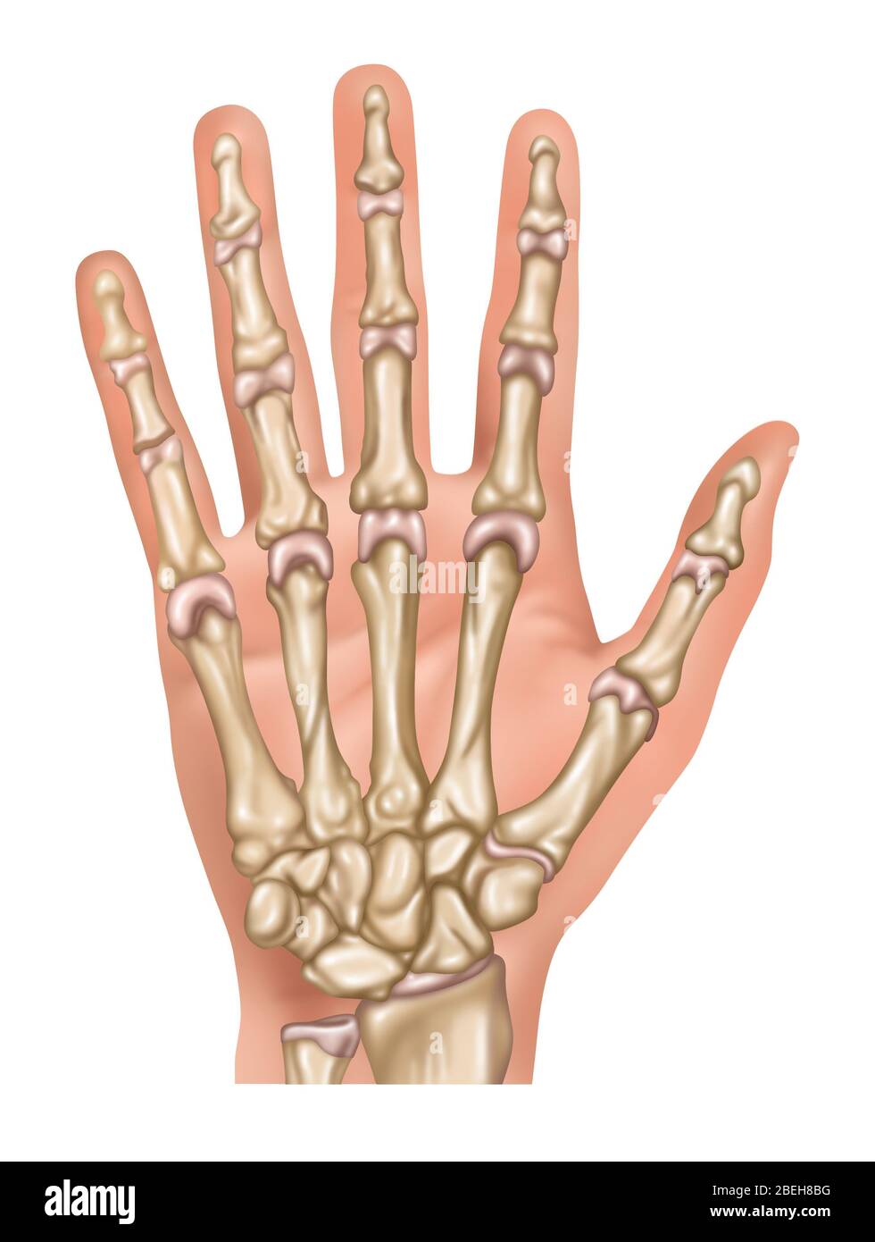 Hand Anatomy, Illustration Stock Photo - Alamy