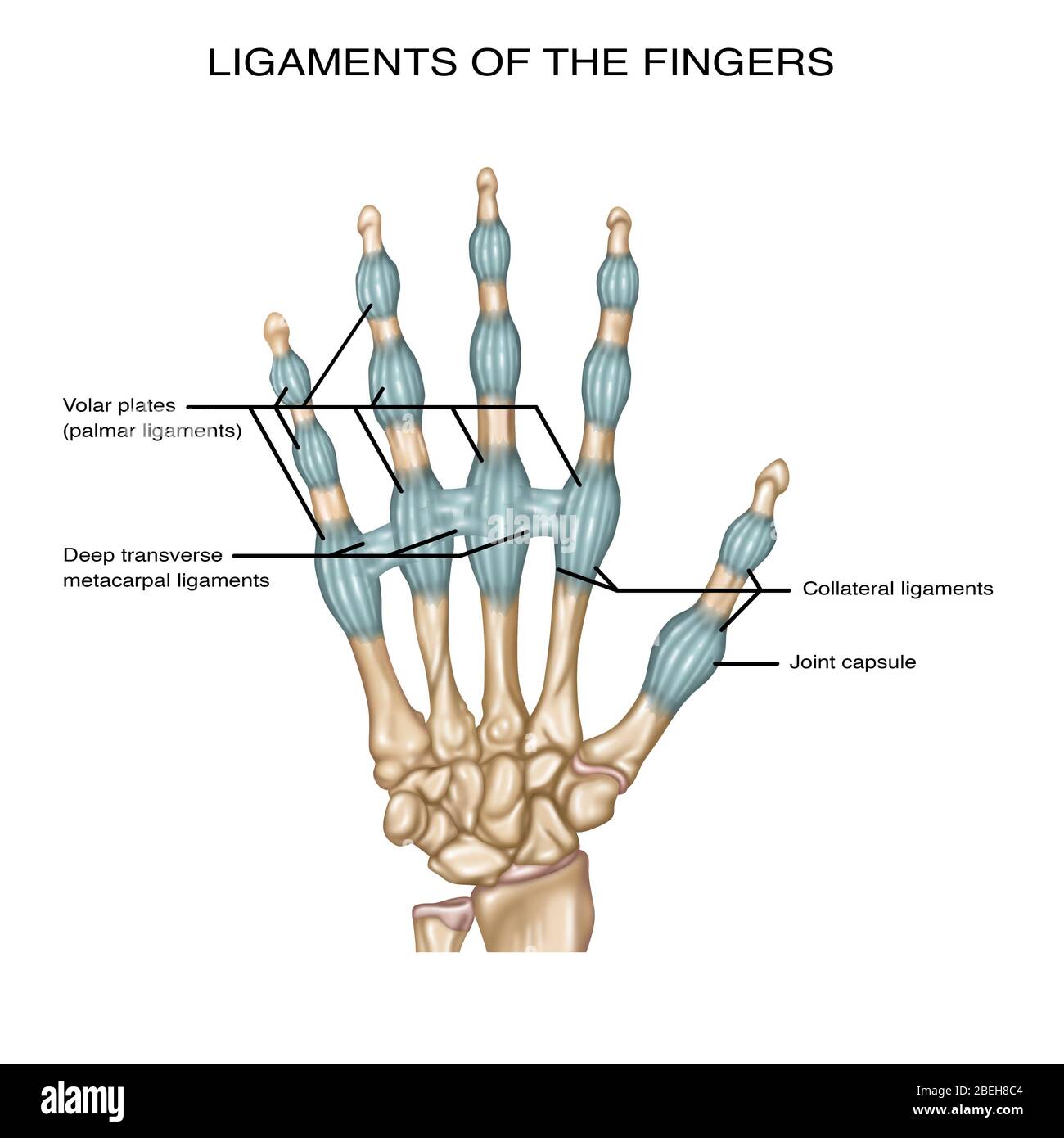 Finger Ligaments, Illustration Stock Photo - Alamy