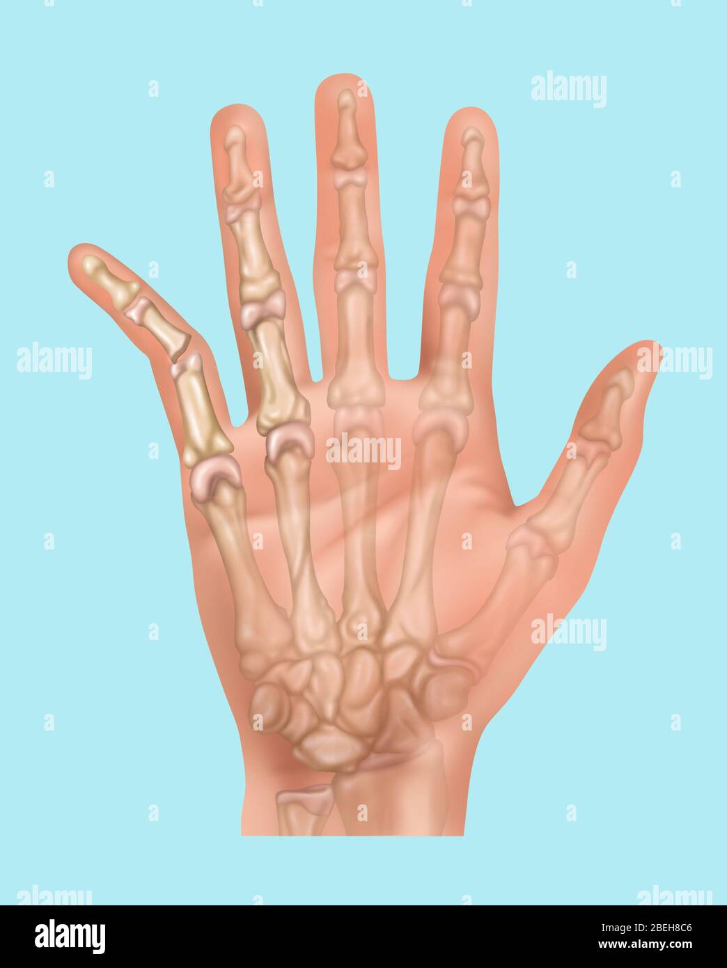 5th finger hi-res stock photography and images - Alamy