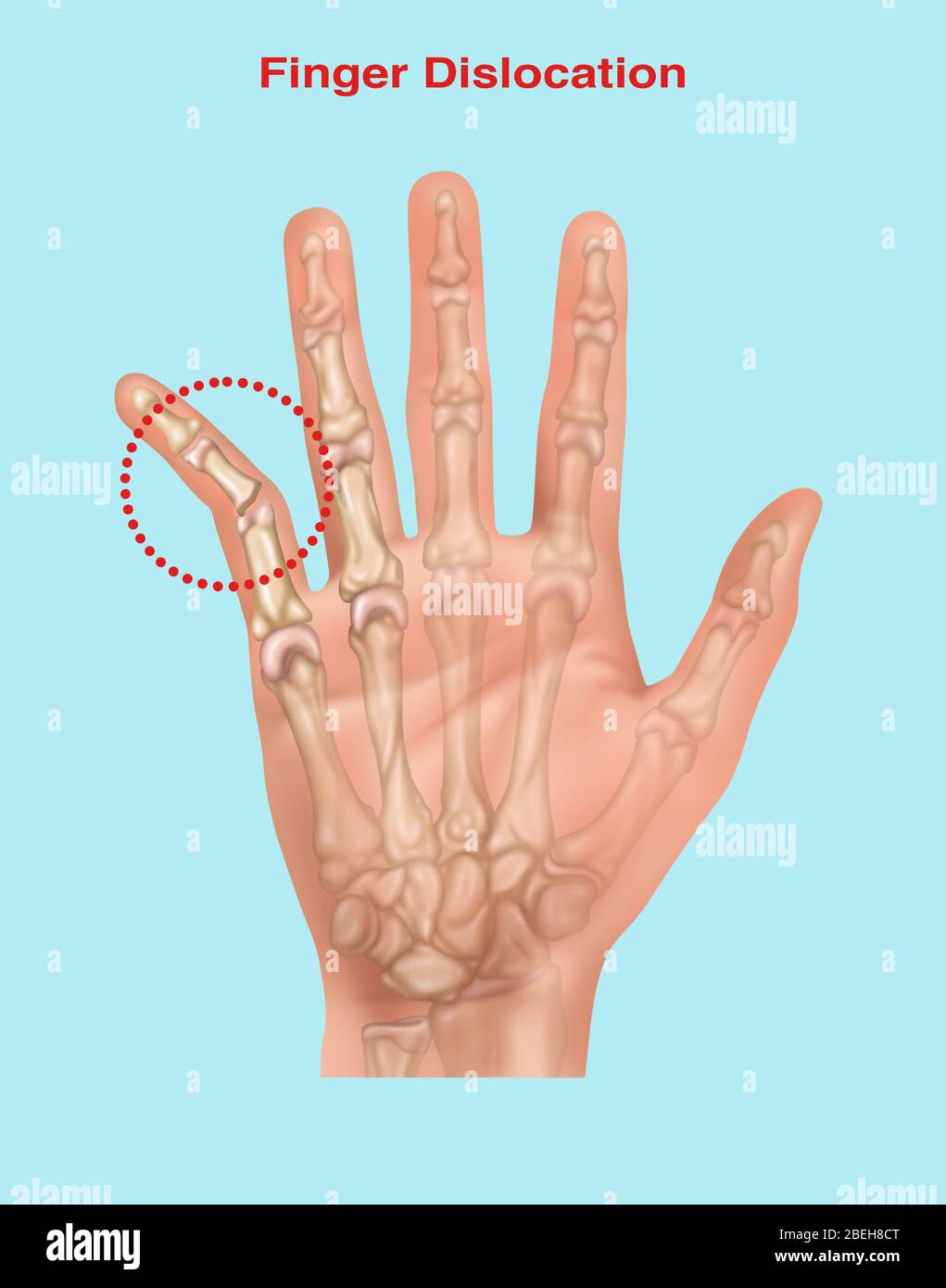 Labeled human bones hi-res stock photography and images - Alamy