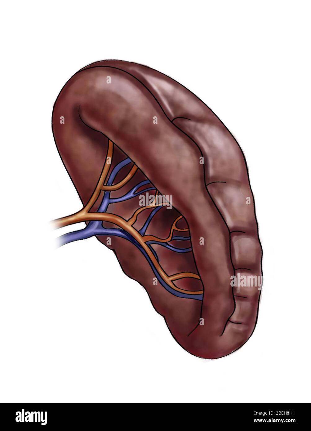 Spleen anatomy hi-res stock photography and images - Alamy
