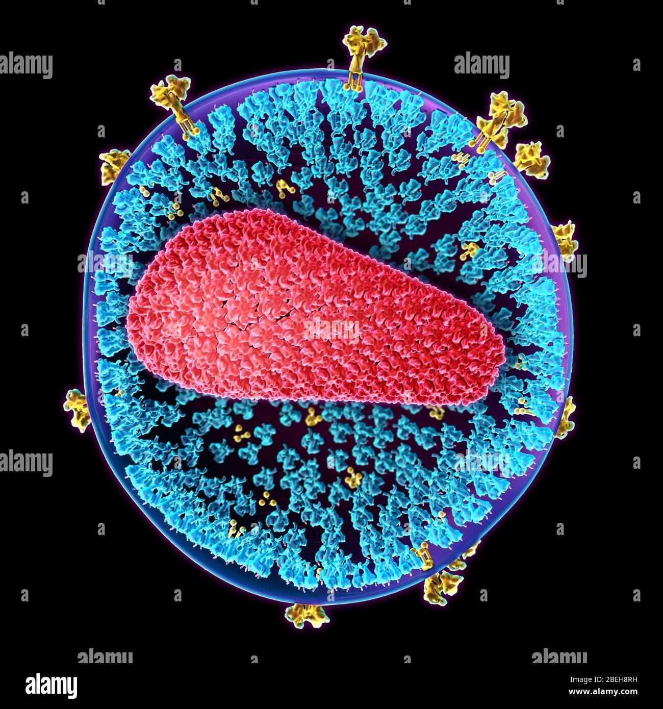 Aids Virus Model