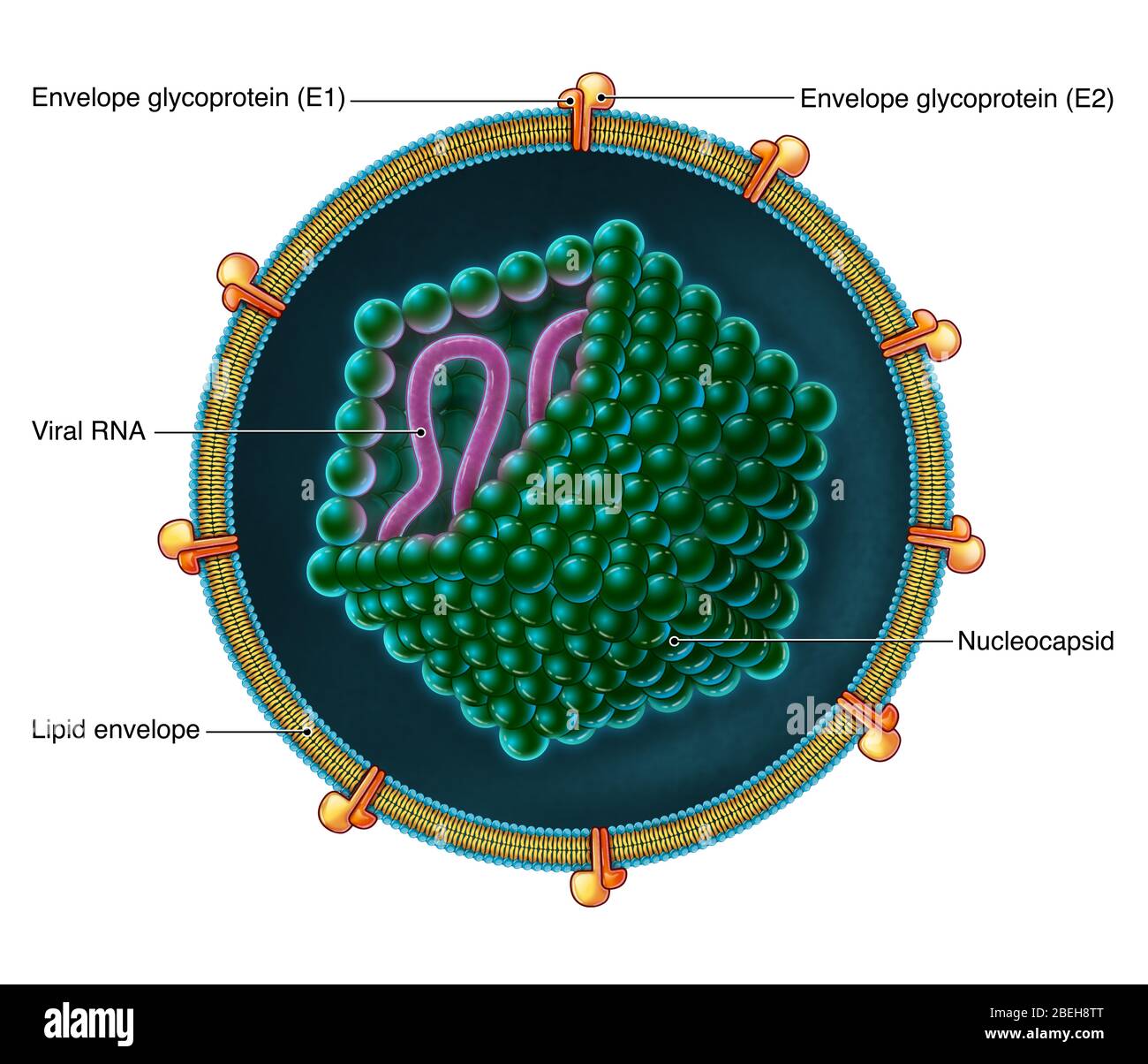 Nucleocapsid protein hi-res stock photography and images - Alamy