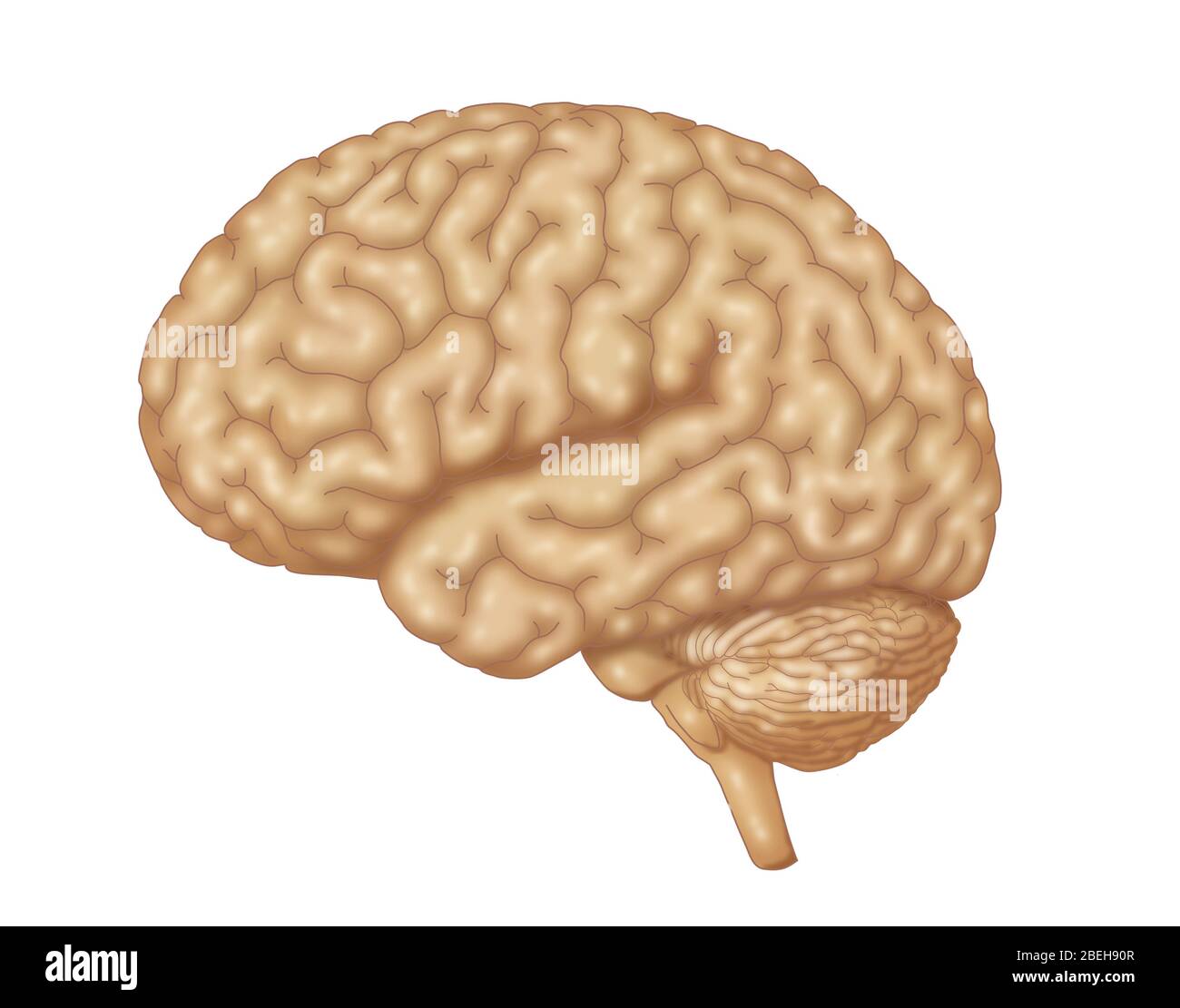 Human brain health hi-res stock photography and images - Alamy