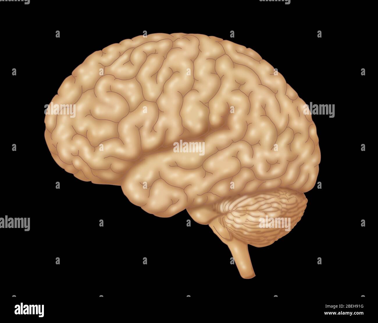 Human Brain, Illustration Stock Photo - Alamy