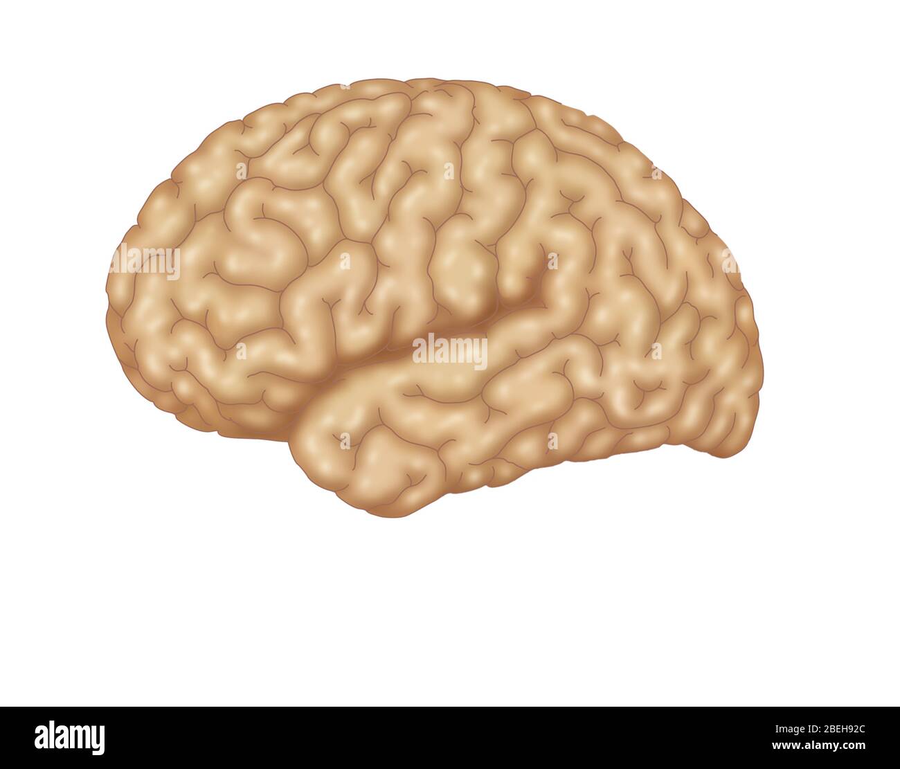Human brain anatomy hi-res stock photography and images - Alamy