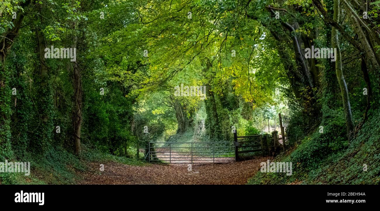 Light at the end of the tunnel. Halnaker tree tunnel in West Sussex UK ...