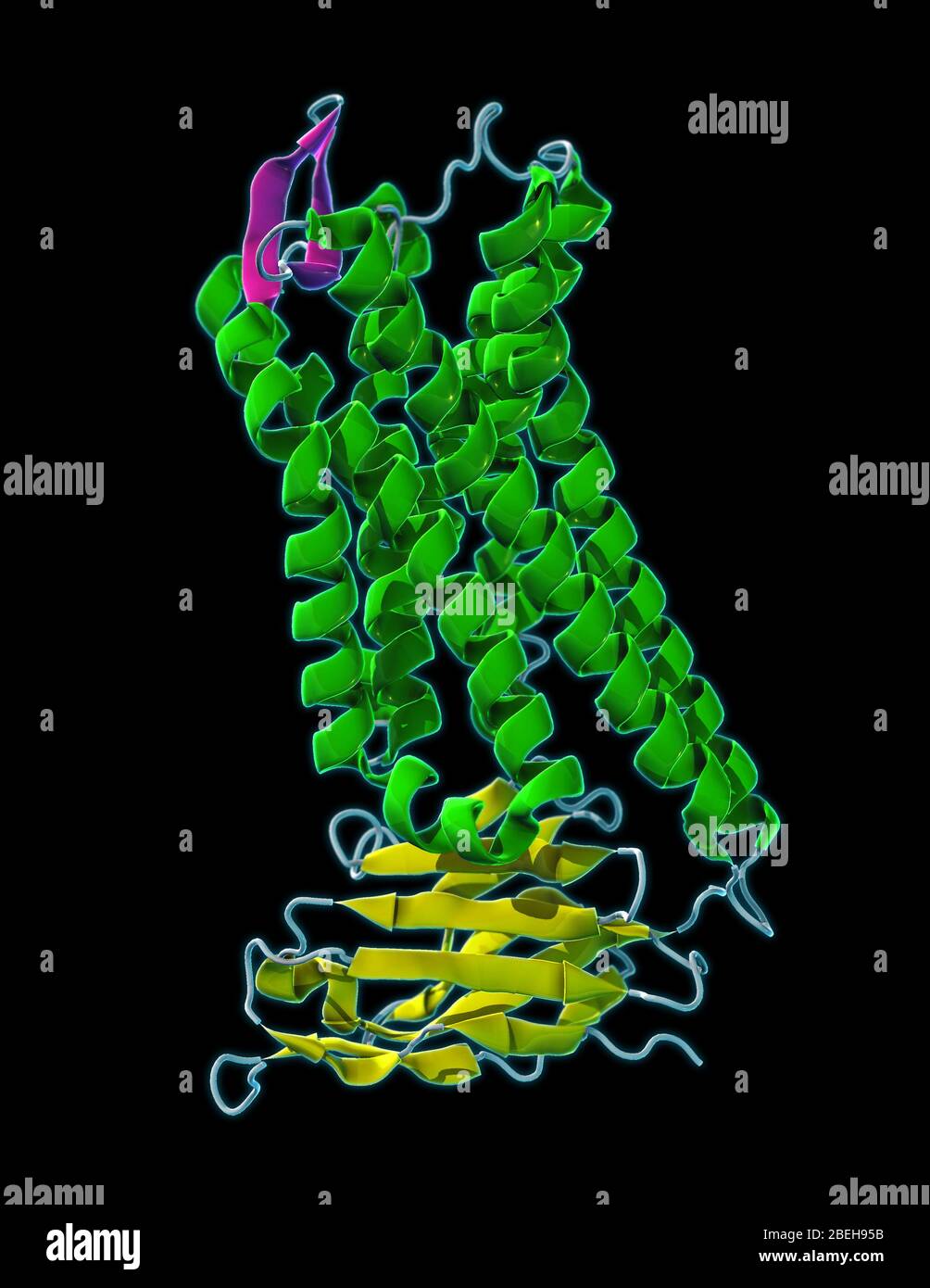 Mu-Opioid Receptor, molecular model Stock Photo - Alamy