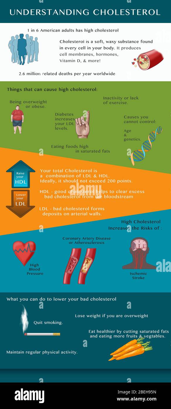 Cholesterol Infographic Stock Photo - Alamy