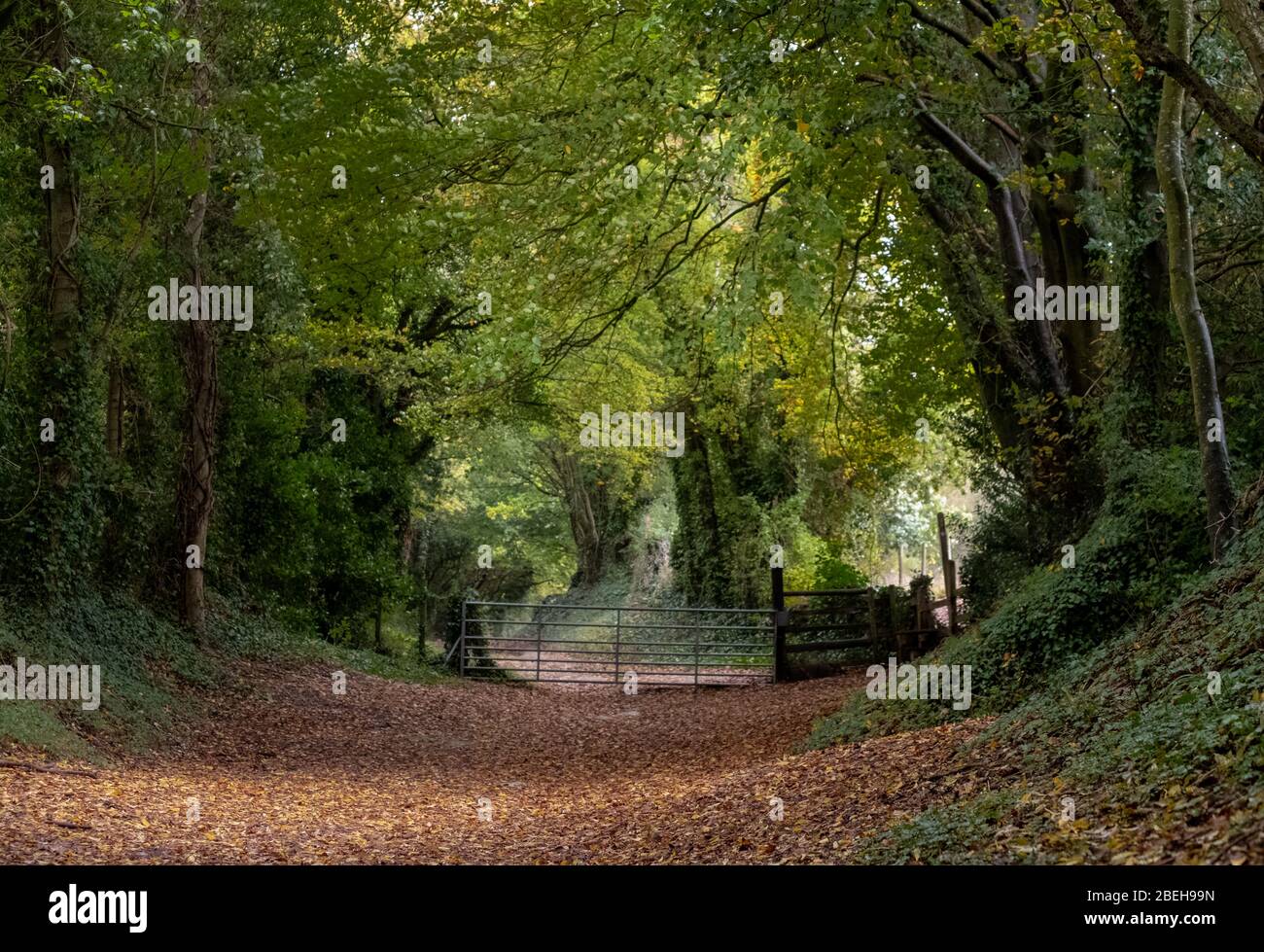 Light at the end of the tunnel. Halnaker tree tunnel in West Sussex UK ...