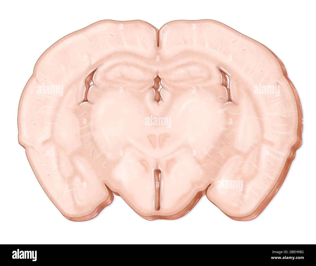 Mouse Brain, illustration Stock Photo - Alamy