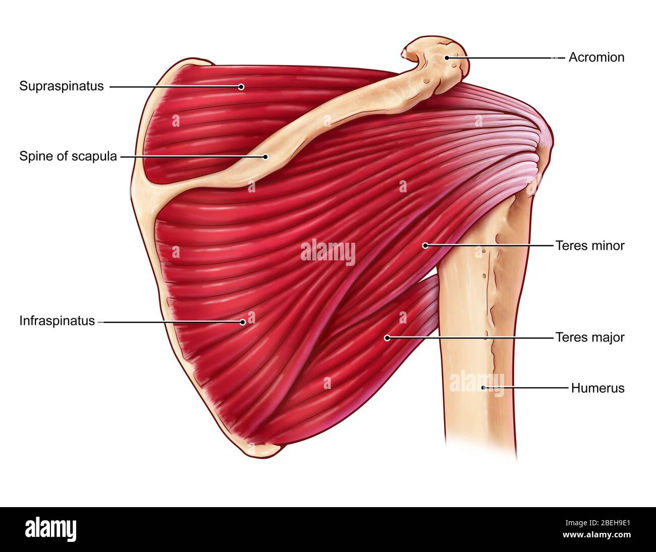 Shoulder Muscles, illustration Stock Photo - Alamy