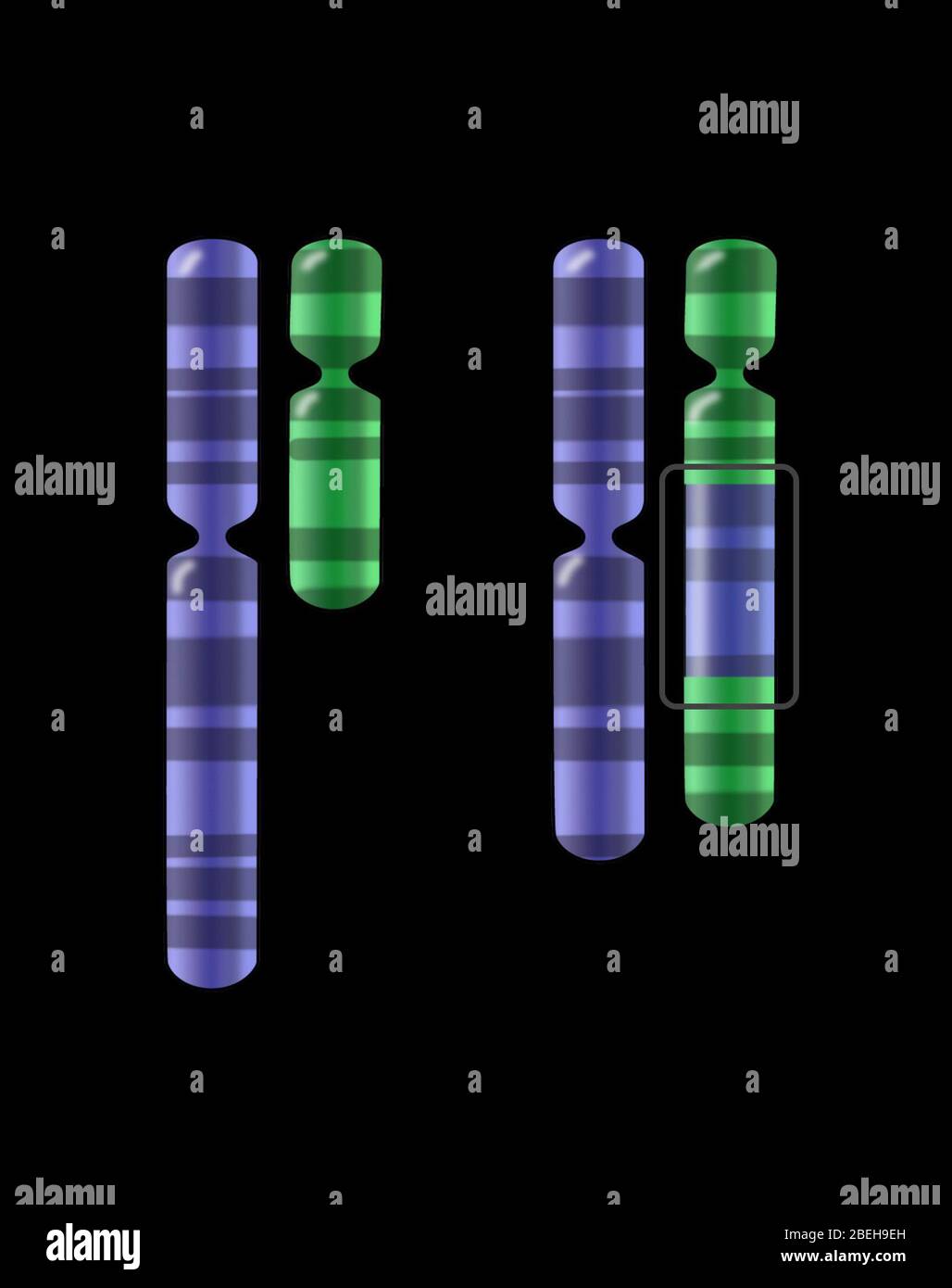 Chromosome insertion hi-res stock photography and images - Alamy