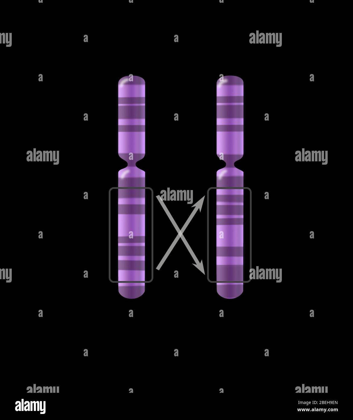 Chromosome Inversion
