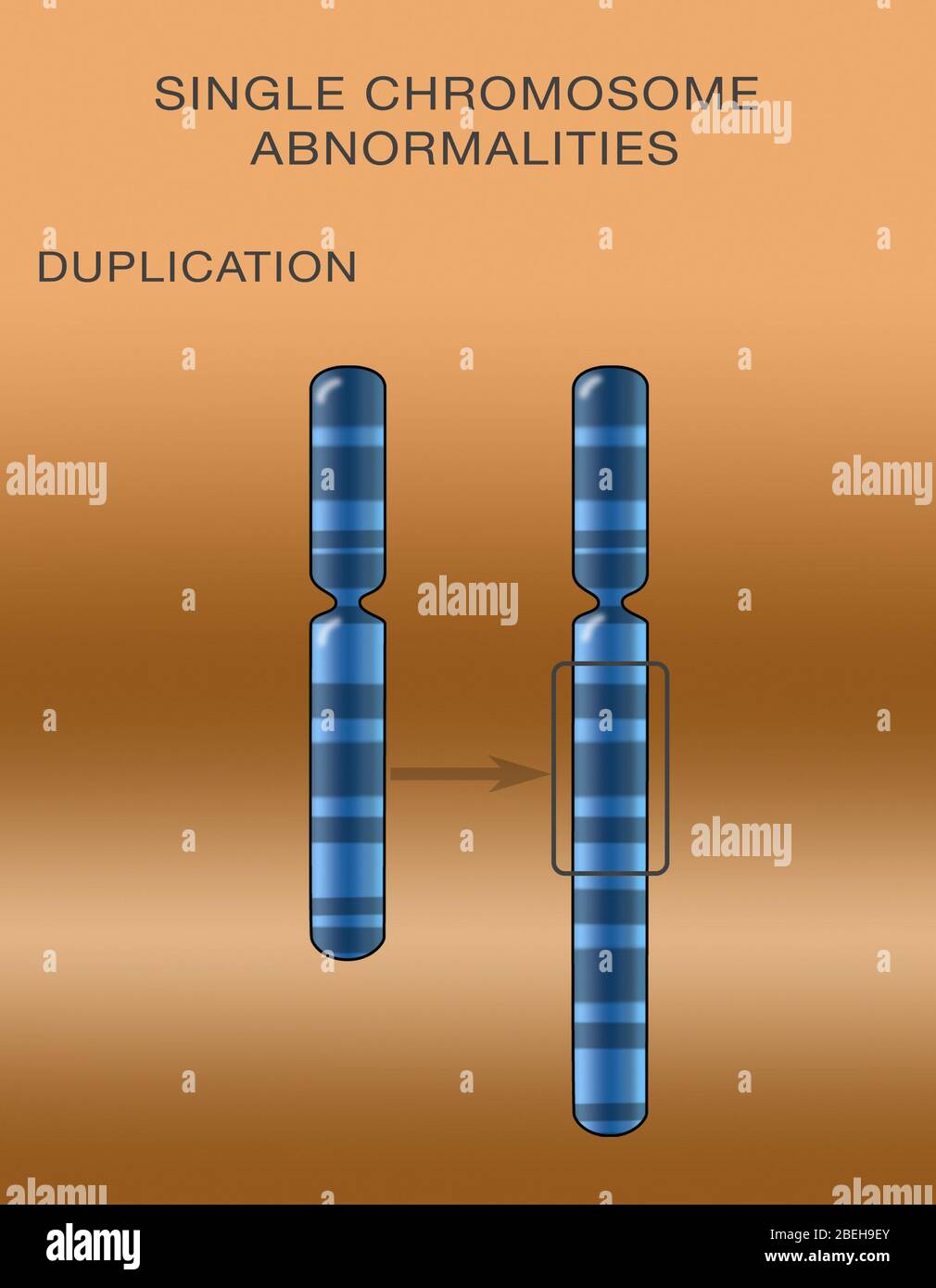 Chromosomale Duplikation