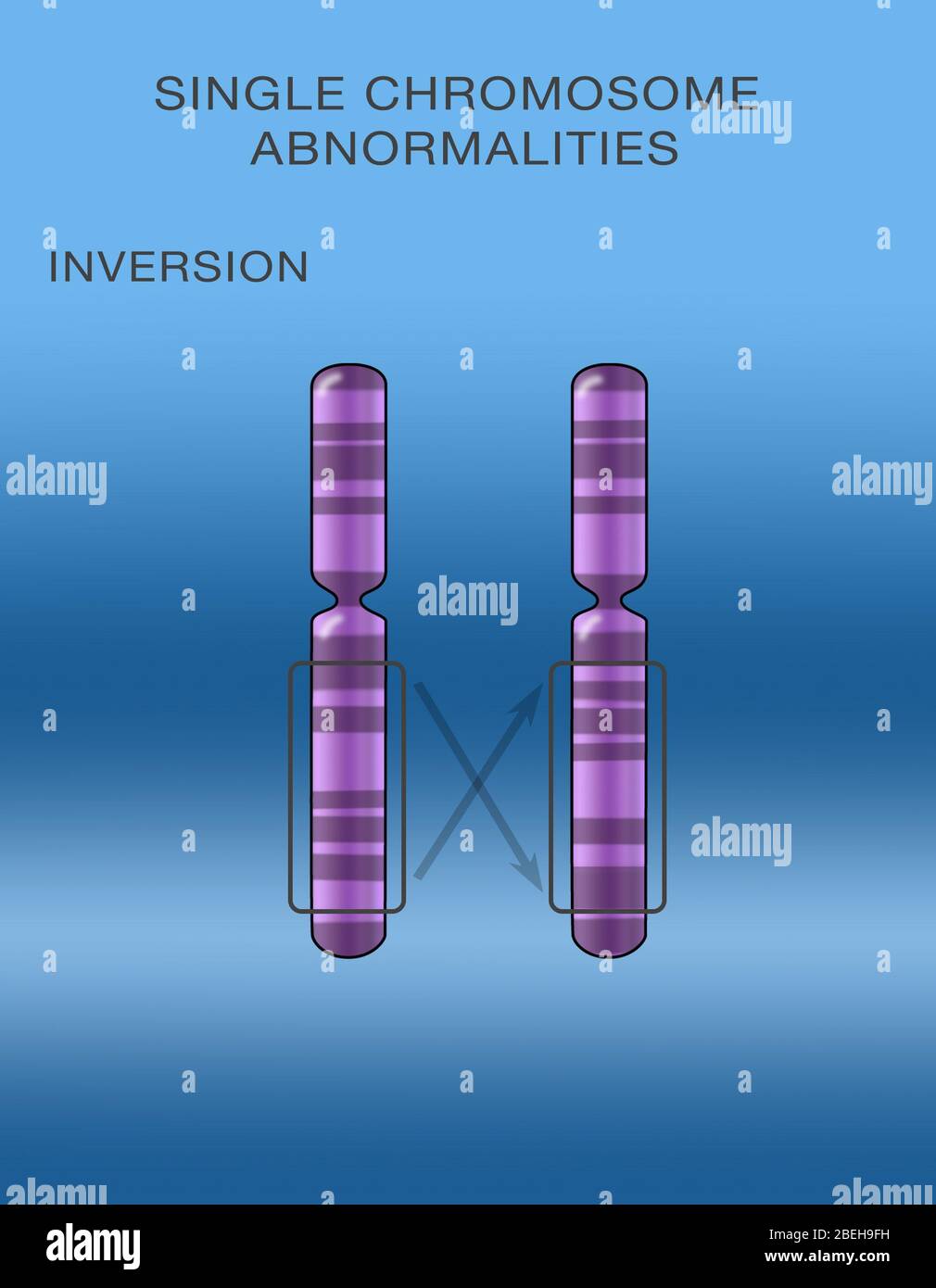 Chromosome Inversion