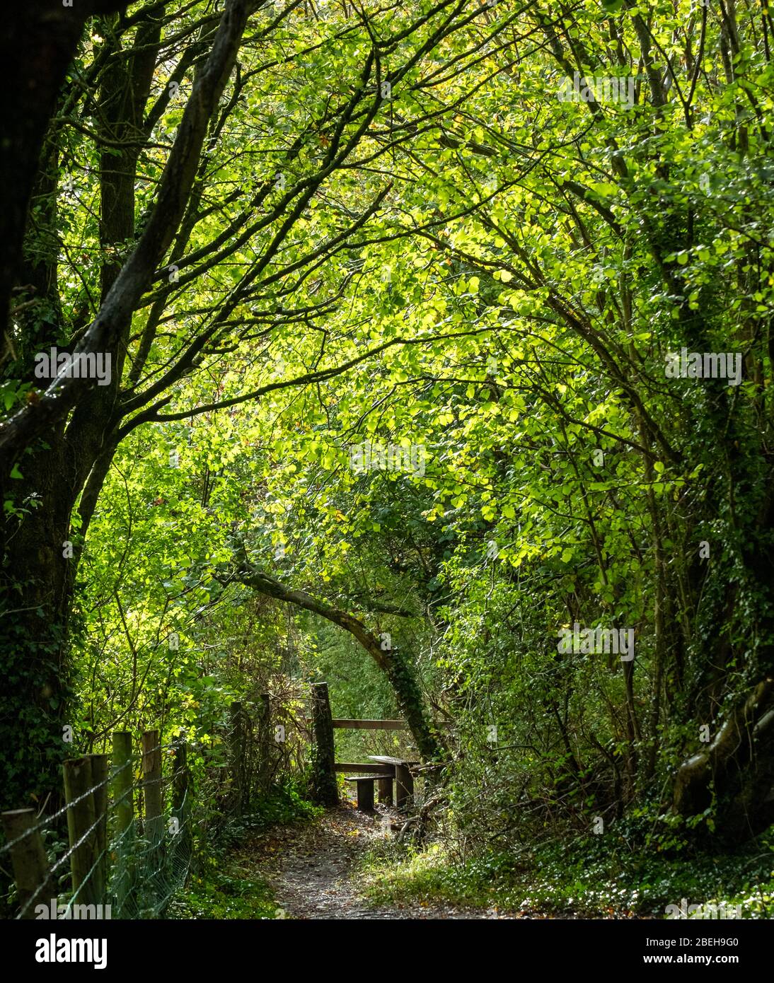 Light at the end of the tunnel. Halnaker tree tunnel in West Sussex UK ...