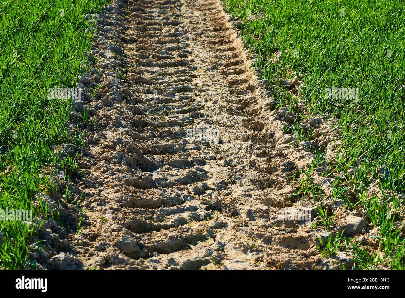 Country road through the fresh wheat fields. Erosion Stock Photo - Alamy