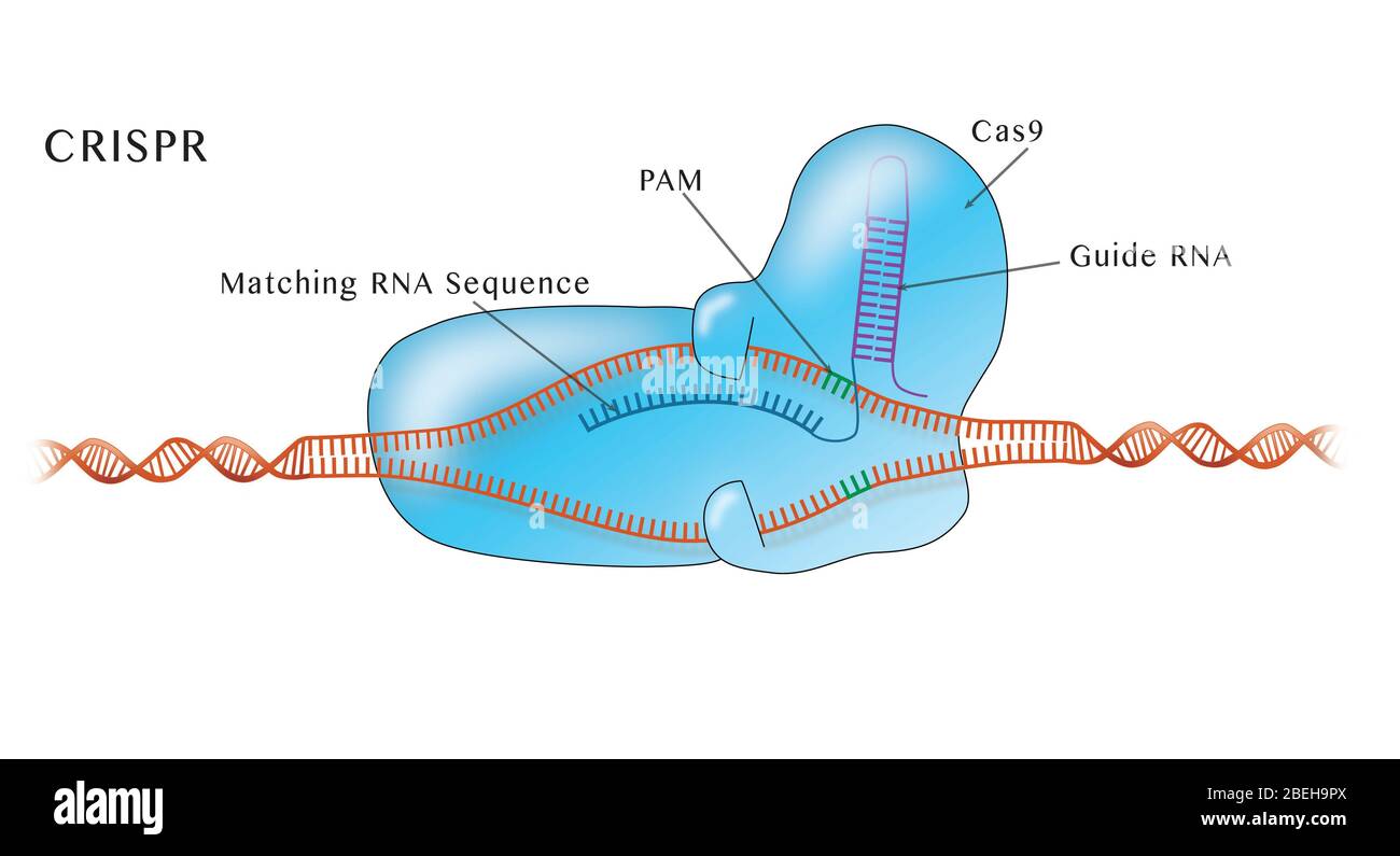Crispr illustration hi-res stock photography and images - Alamy
