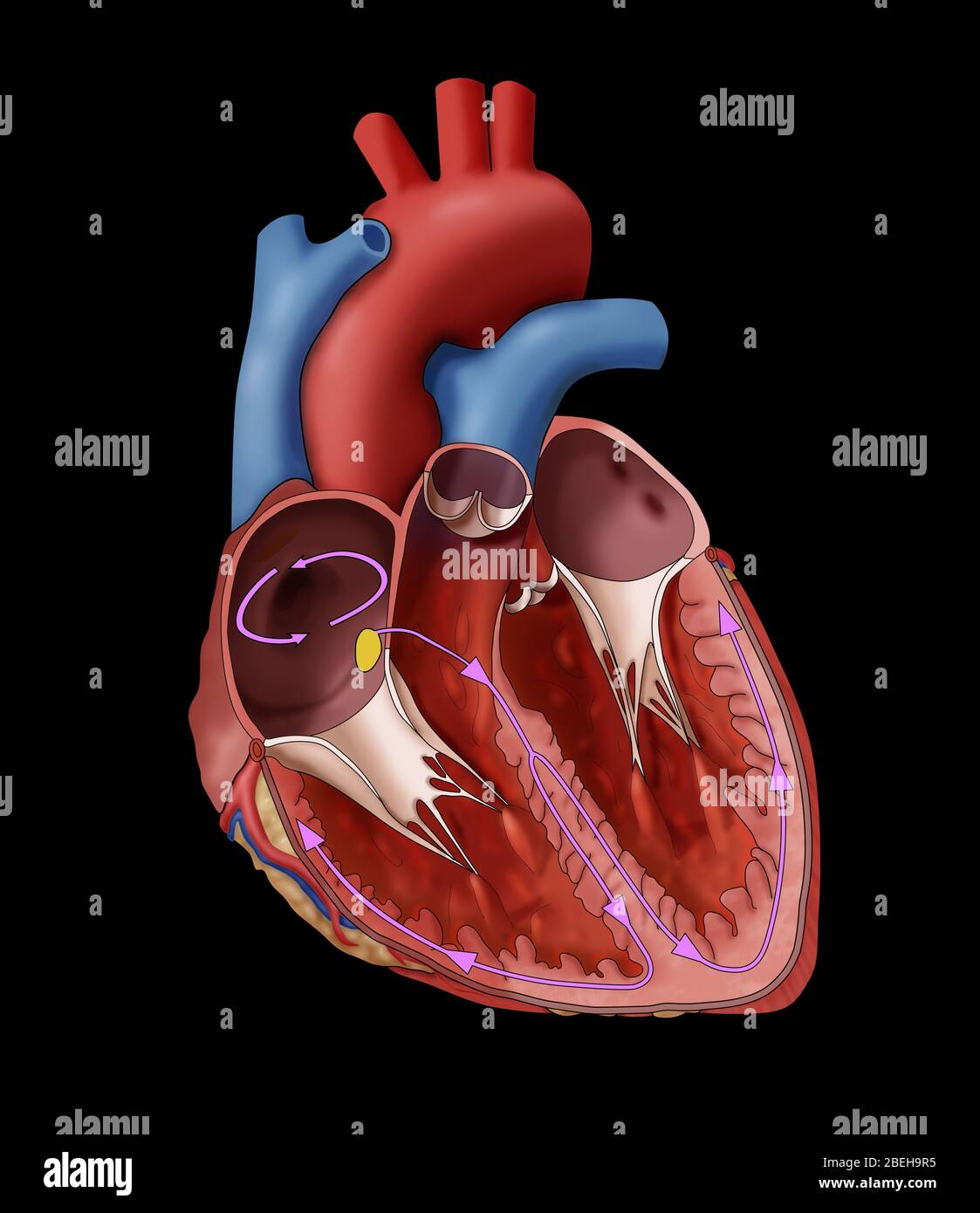 Atrial Flutter High Resolution Stock Photography and Images - Alamy