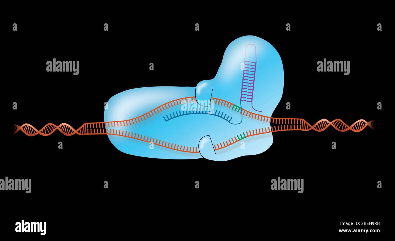 Crispr hi-res stock photography and images - Alamy