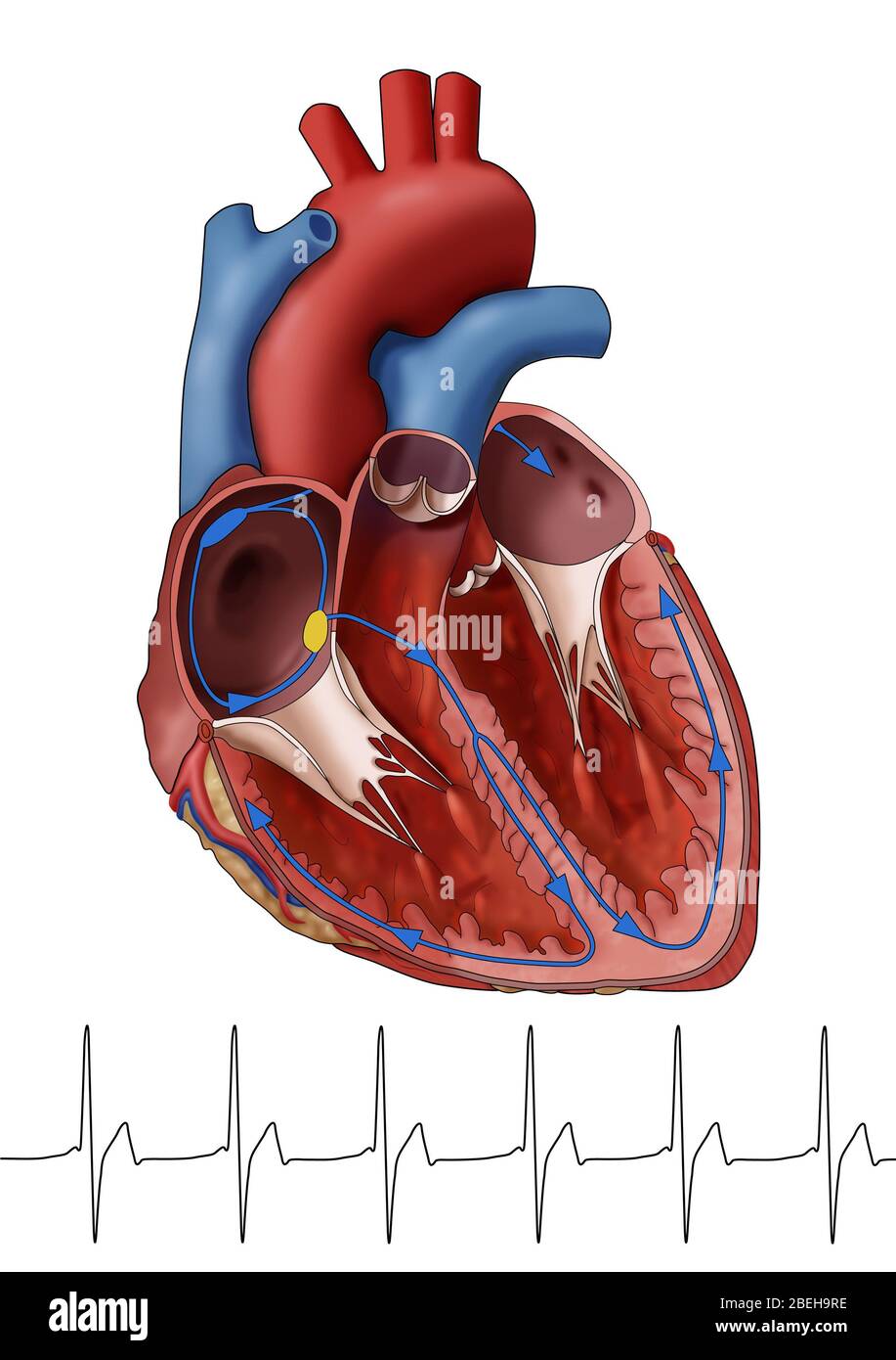 Normal Heart with EKG, Illustration Stock Photo - Alamy