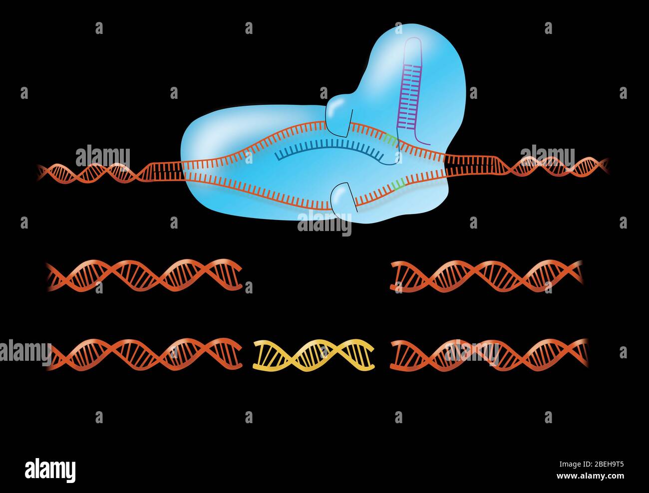 Crispr cas9 gene editing illustration hi-res stock photography and ...