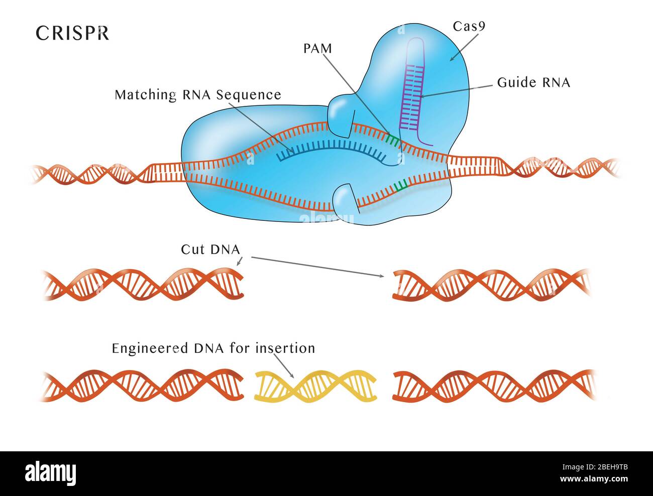 Crispr gene editing illustration Cut Out Stock Images & Pictures - Alamy