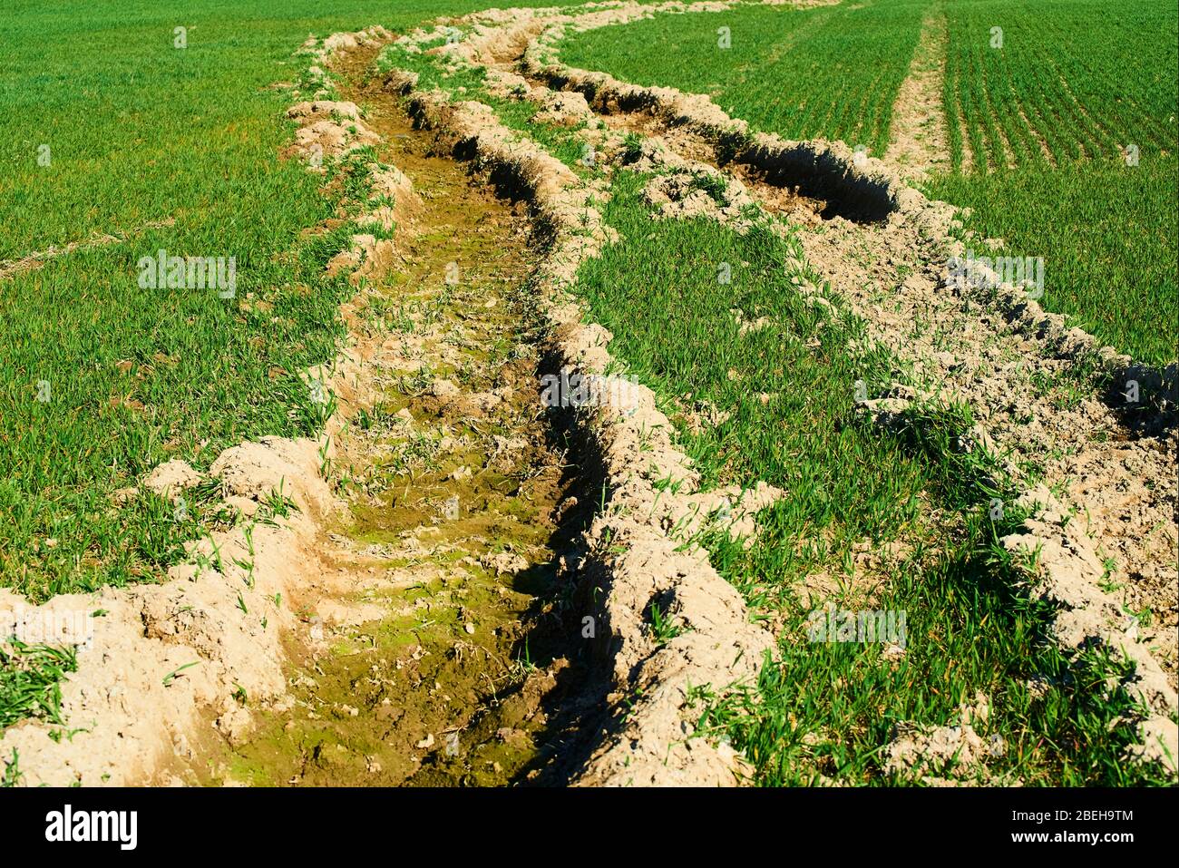Country road through the fresh wheat fields. Erosion Stock Photo - Alamy