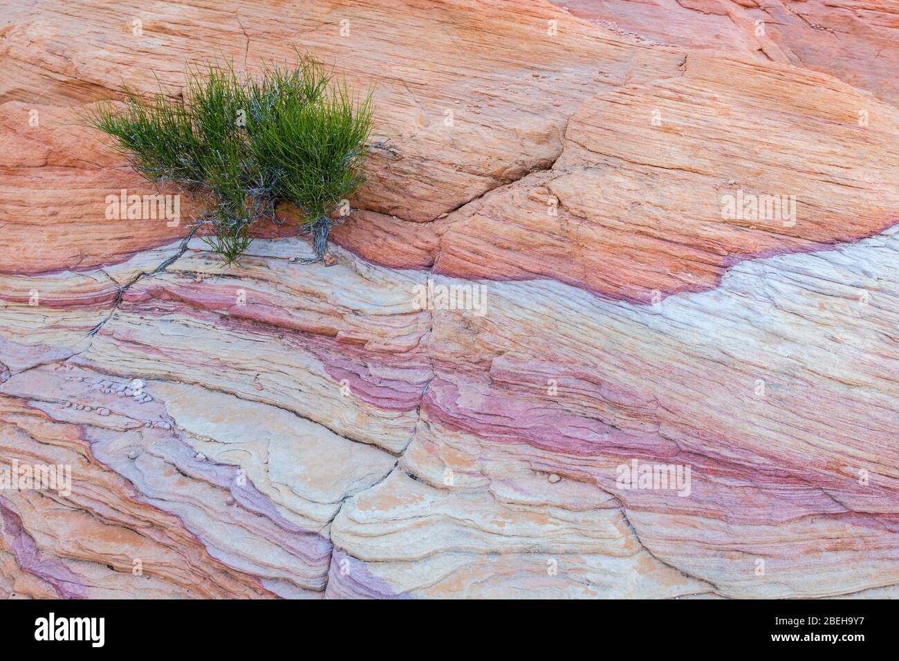 Colorful rock layers in Valley of Fire State Park Stock Photo - Alamy