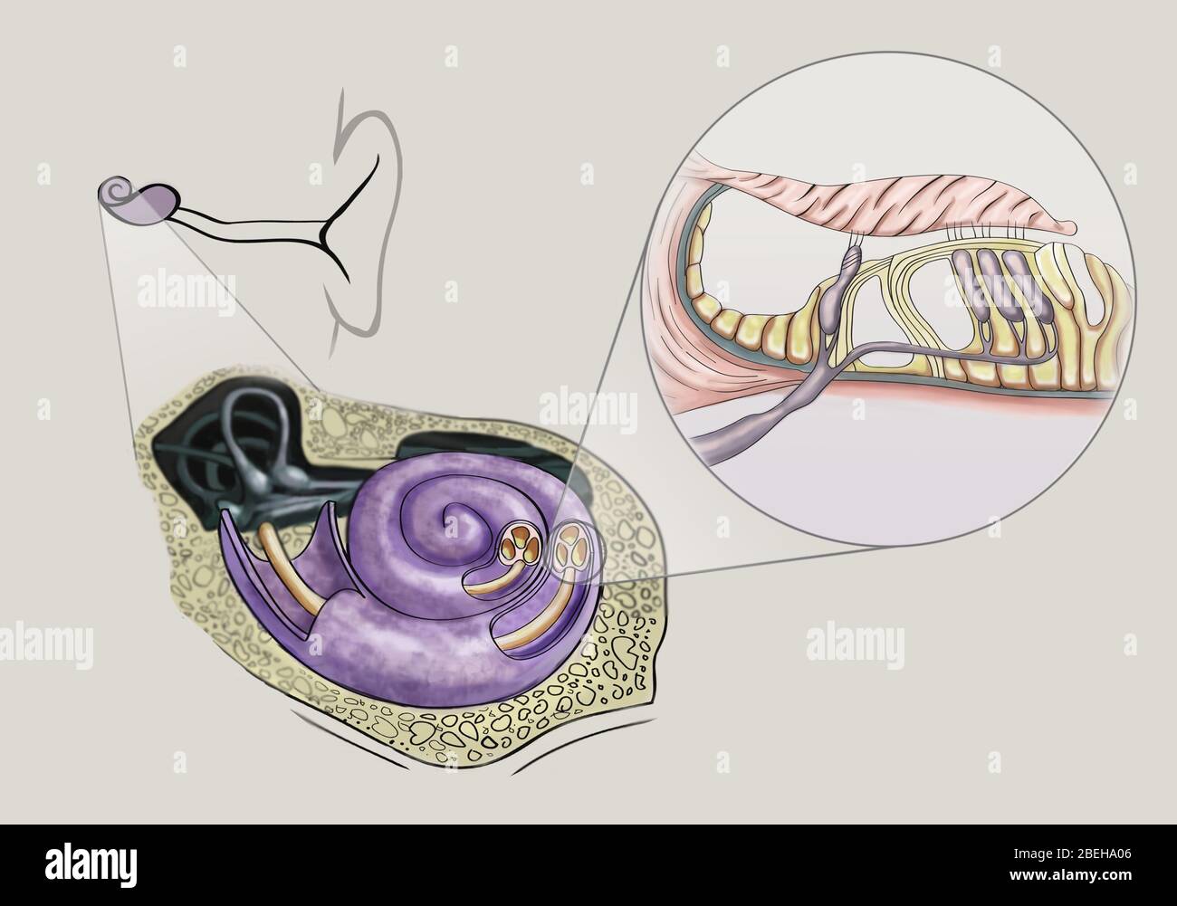 Ear cochlear anatomy illustration hi-res stock photography and images ...
