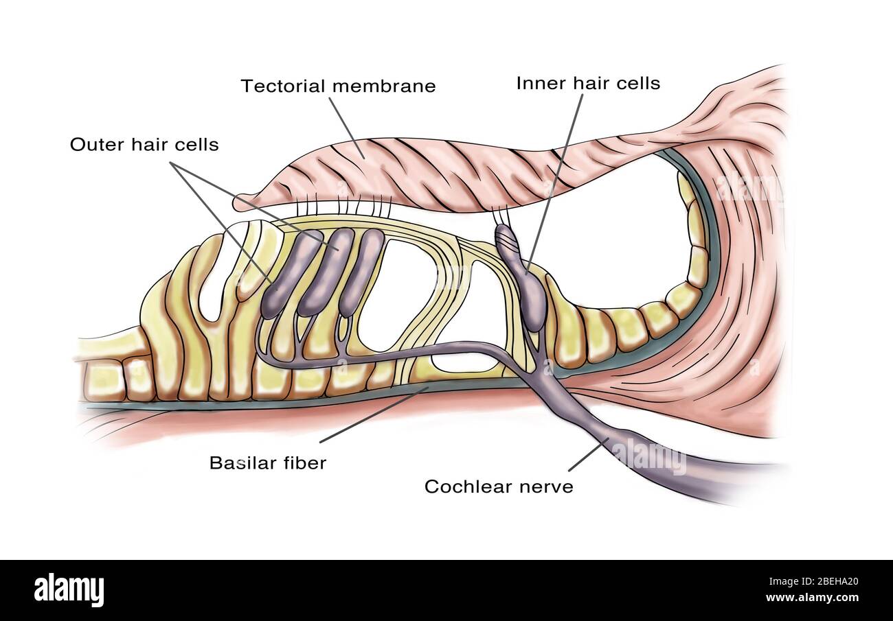 Cochlear Hair Cells Model