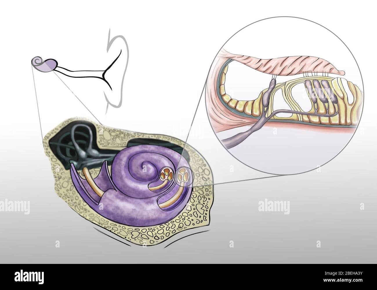 Basilar Membrane Animation