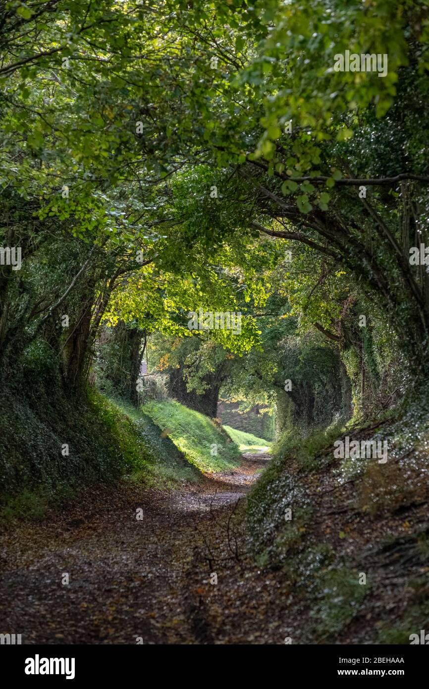 Light at the end of the tunnel. Halnaker tree tunnel in West Sussex UK ...