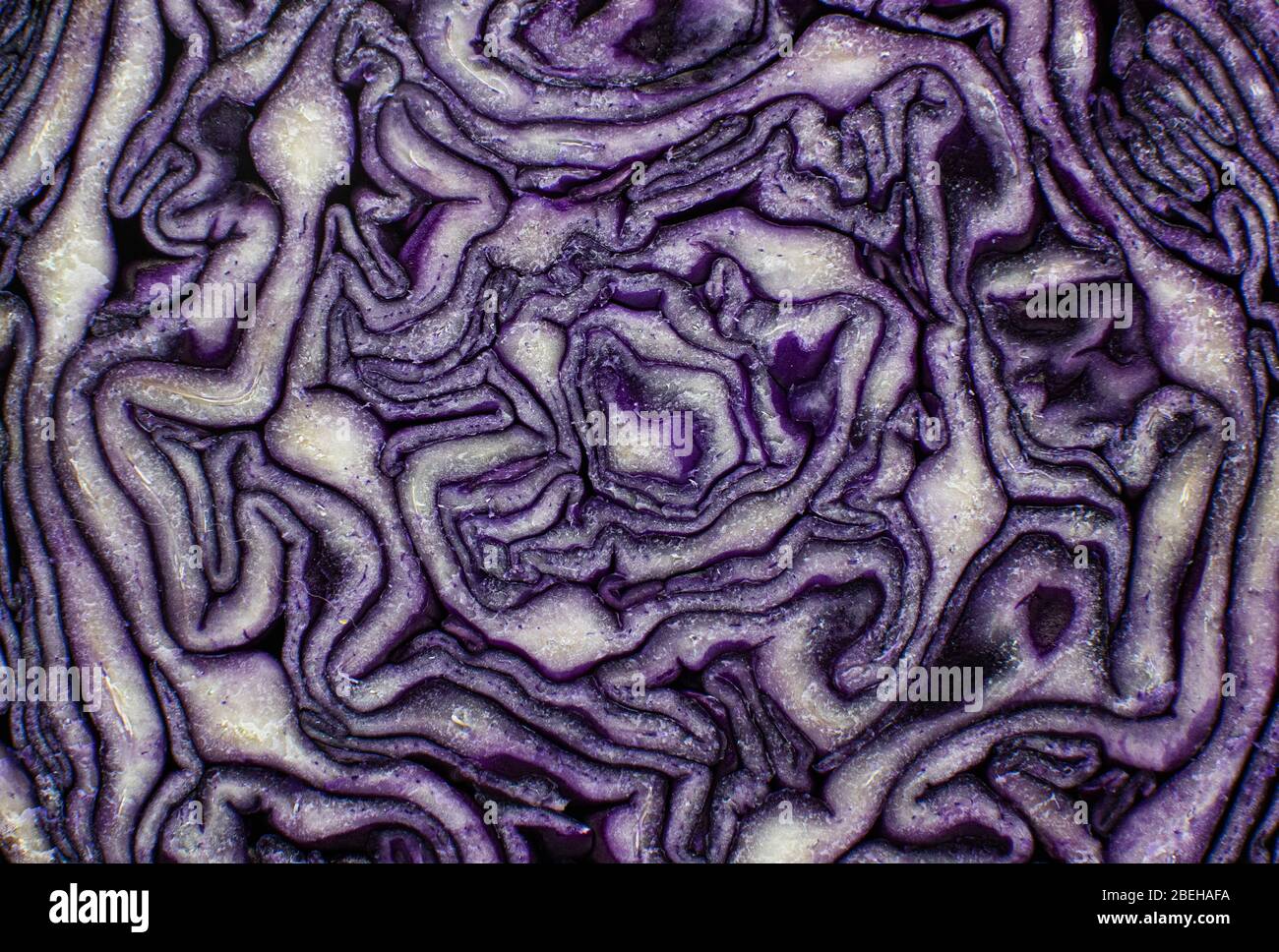 Purple Cabbage Slice Stock Photo - Alamy