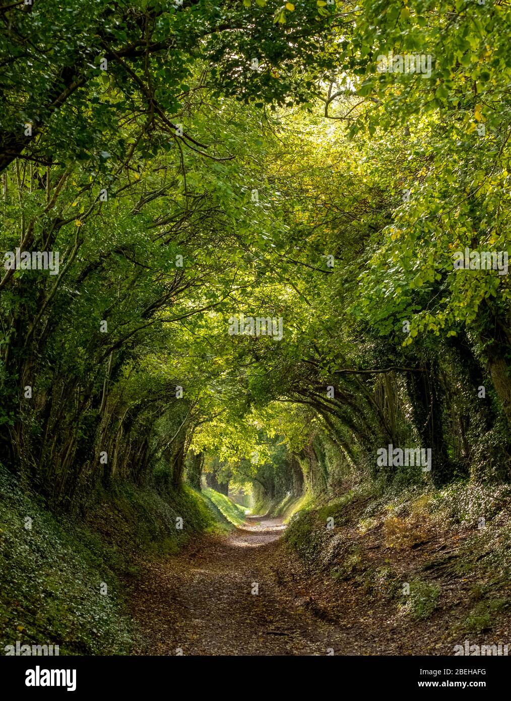 Light at the end of the tunnel. Halnaker tree tunnel in West Sussex UK ...