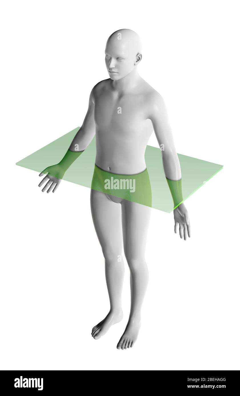 Transverse plane hi-res stock photography and images - Alamy