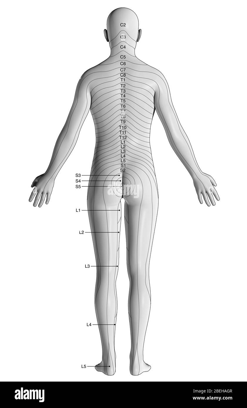 Dermatomes hi-res stock photography and images - Alamy