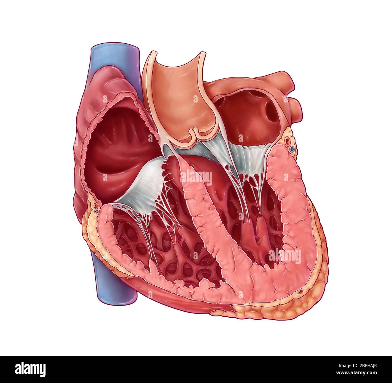 Heart chambers hi-res stock photography and images - Alamy