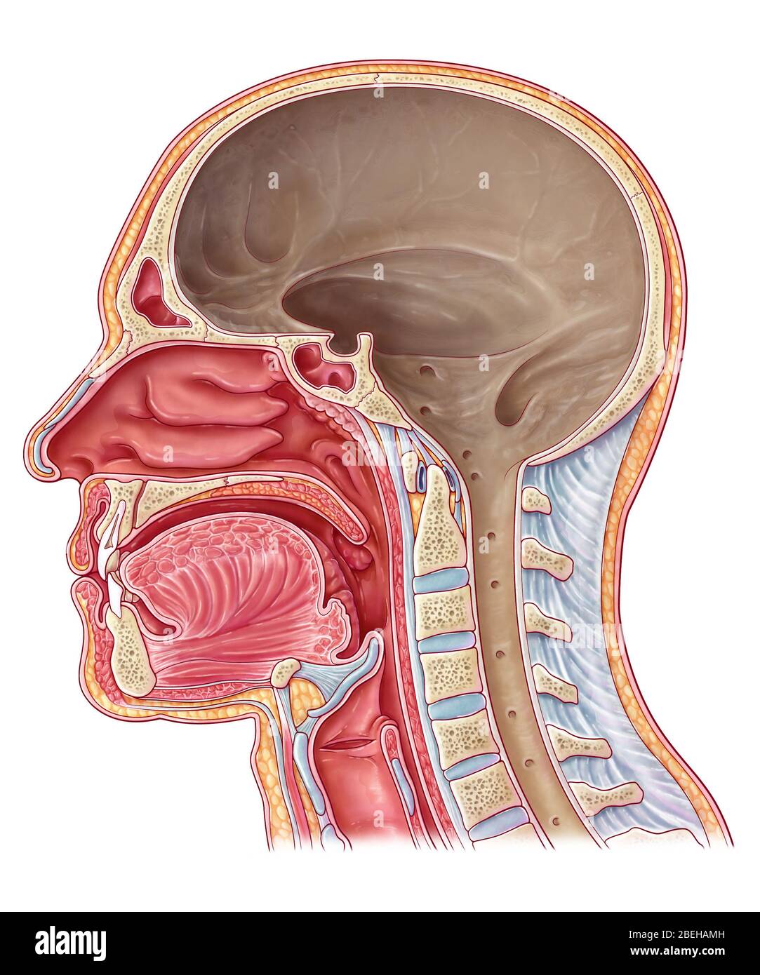 Cranial cavity hi-res stock photography and images - Alamy