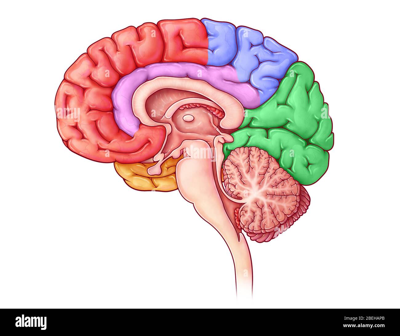 Labeled Brain Lobes