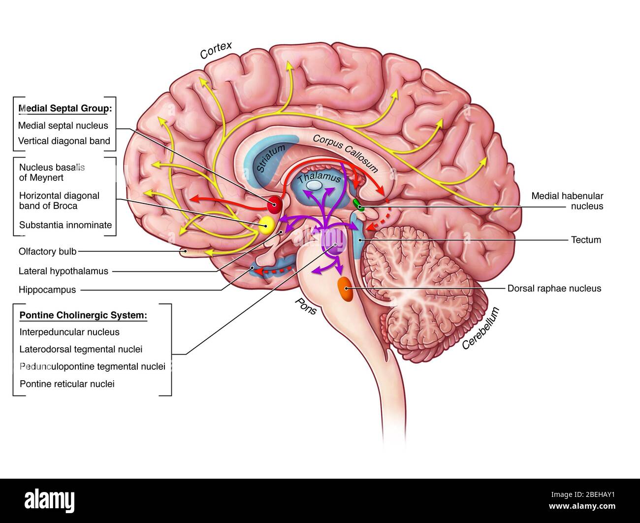 Cholinergic Pathway, illustration Stock Photo - Alamy
