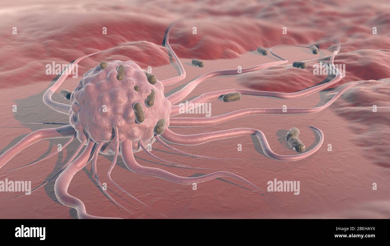 Macrophage Attacking Bacteria, Illustration Stock Photo - Alamy