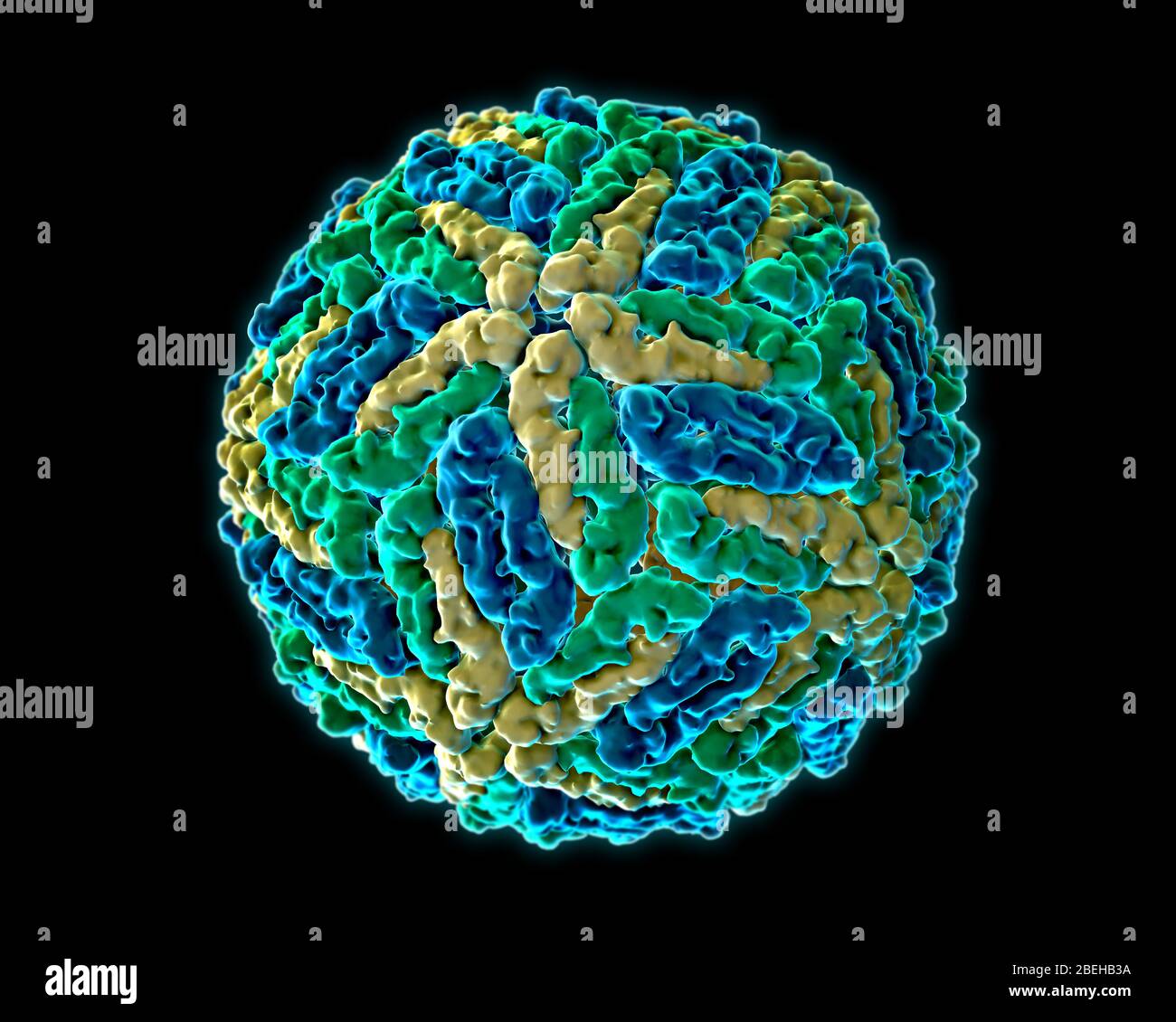 Flavivirus hi-res stock photography and images - Alamy