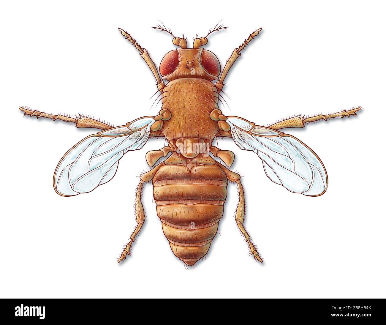 Vestigial wings hi-res stock photography and images - Alamy