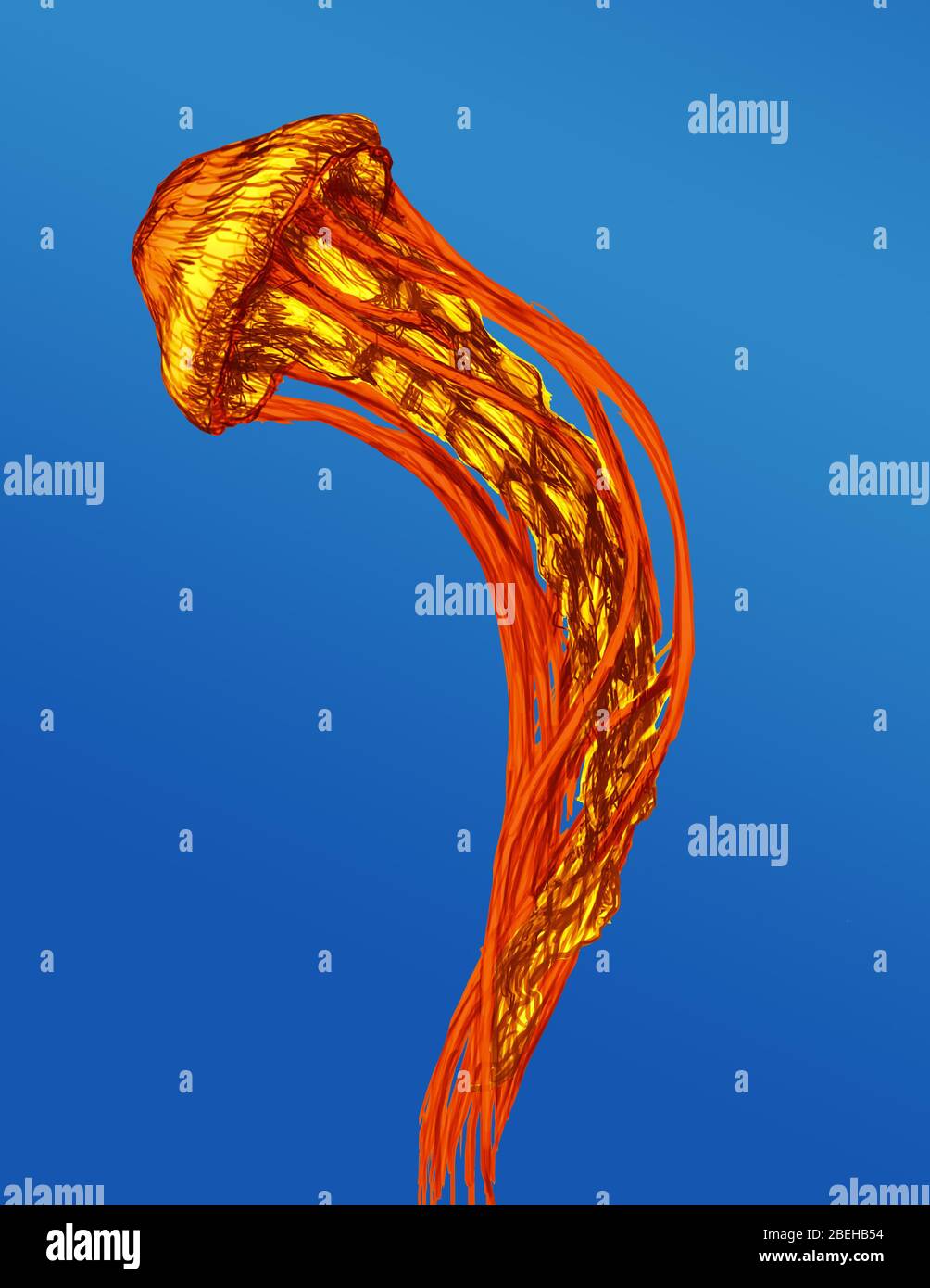 Phylum cnidaria jellyfish hi-res stock photography and images - Alamy