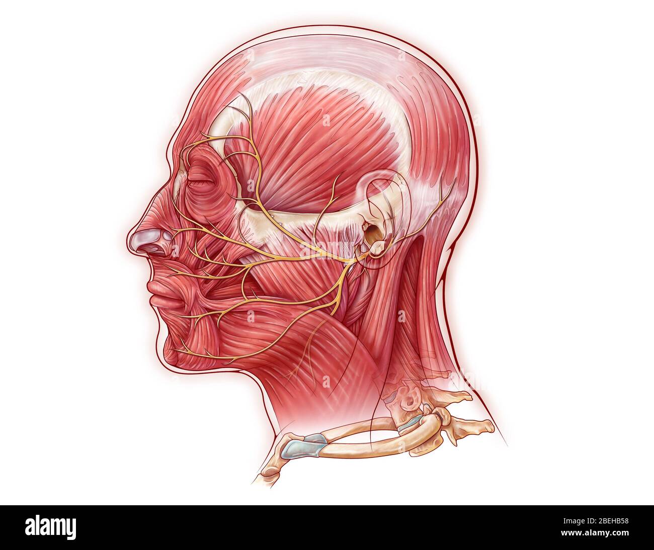Facial Nerve Distribution