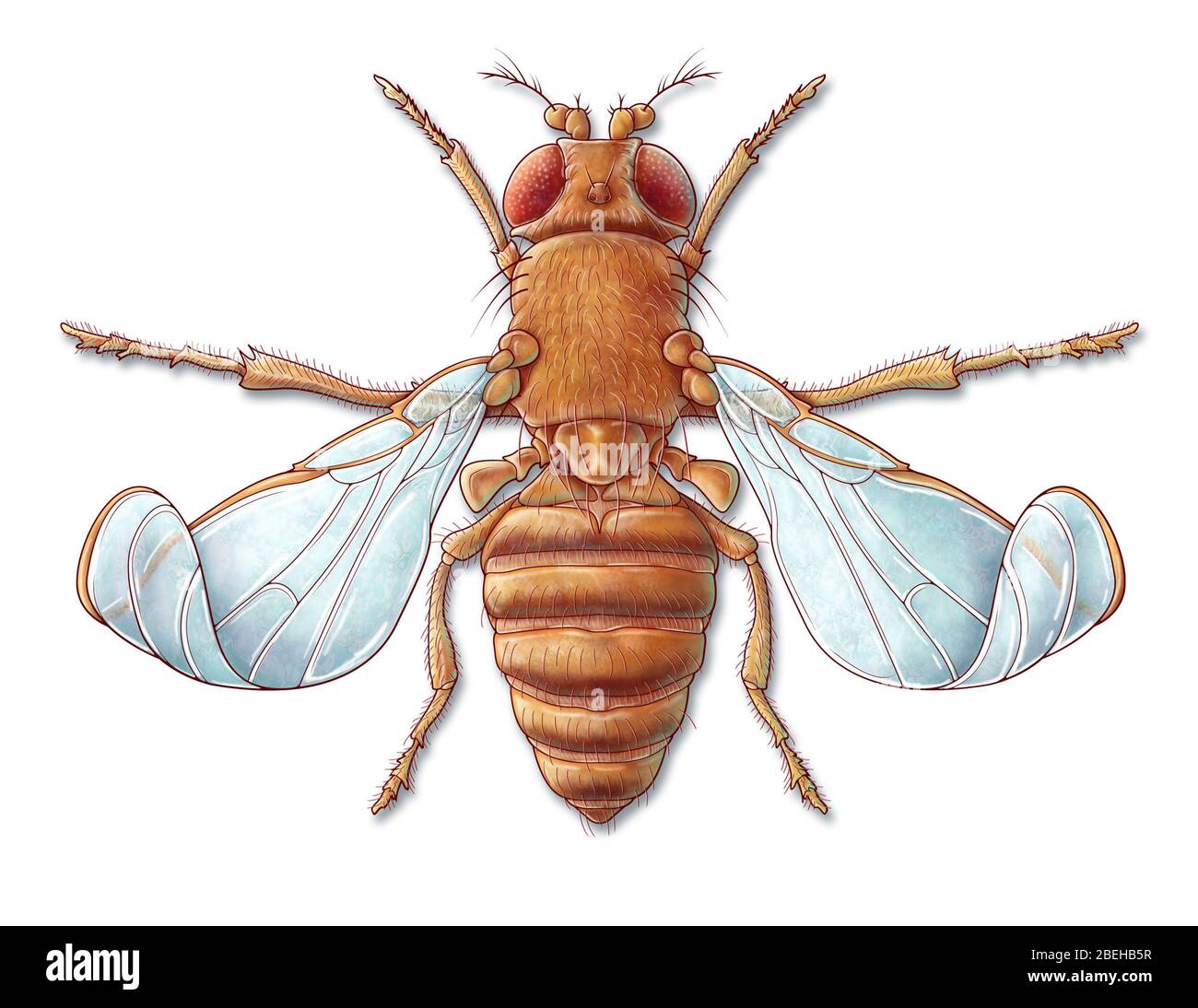 Fruit fly wings mutant hi-res stock photography and images - Alamy